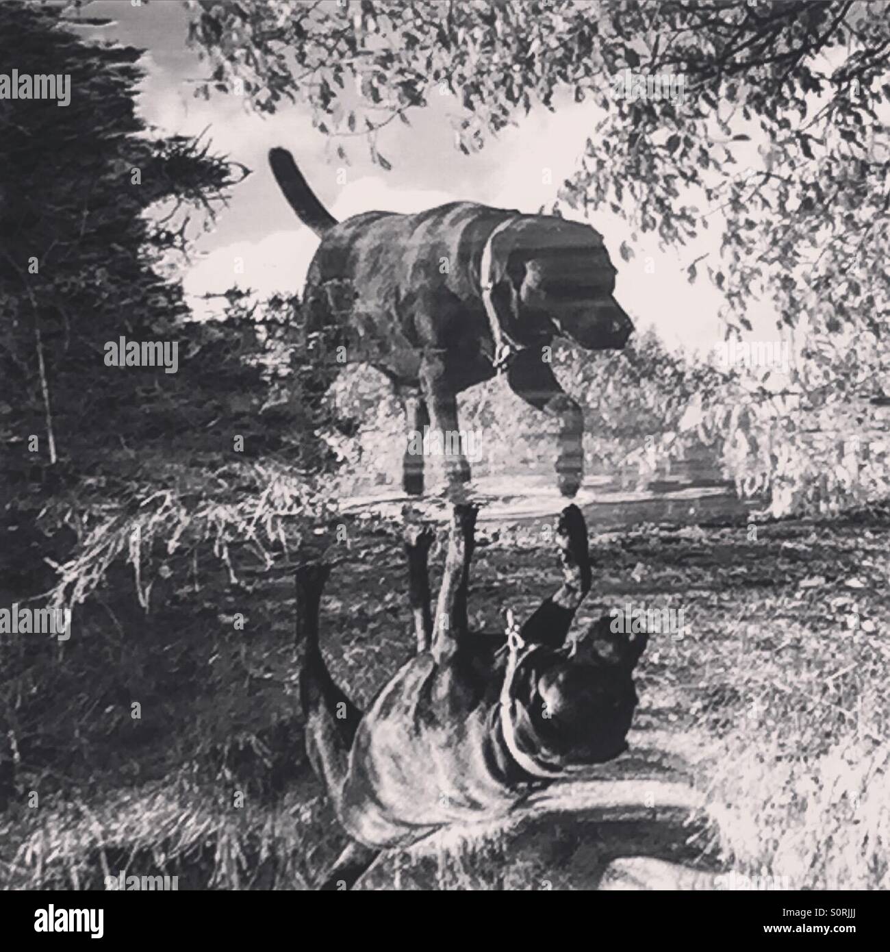 Dog reflection in puddle Stock Photo - Alamy