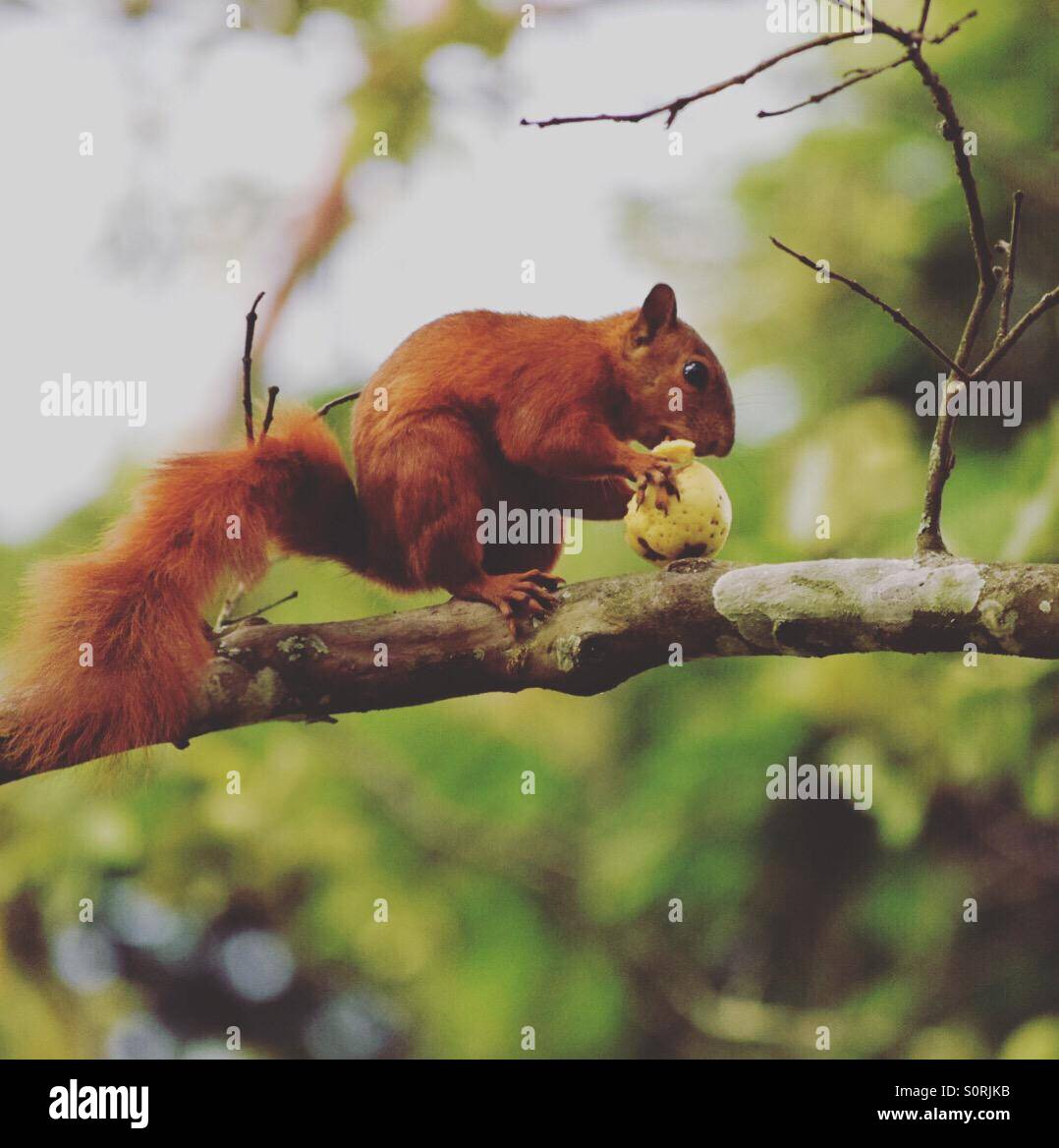 Squirrel eating a fruit Stock Photo - Alamy