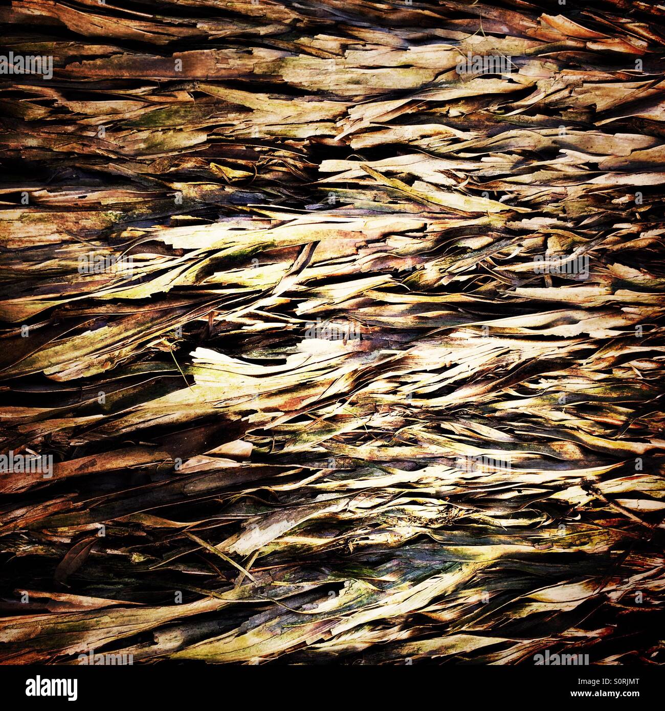 Thatch Palm High Resolution Stock Photography and Images - Alamy