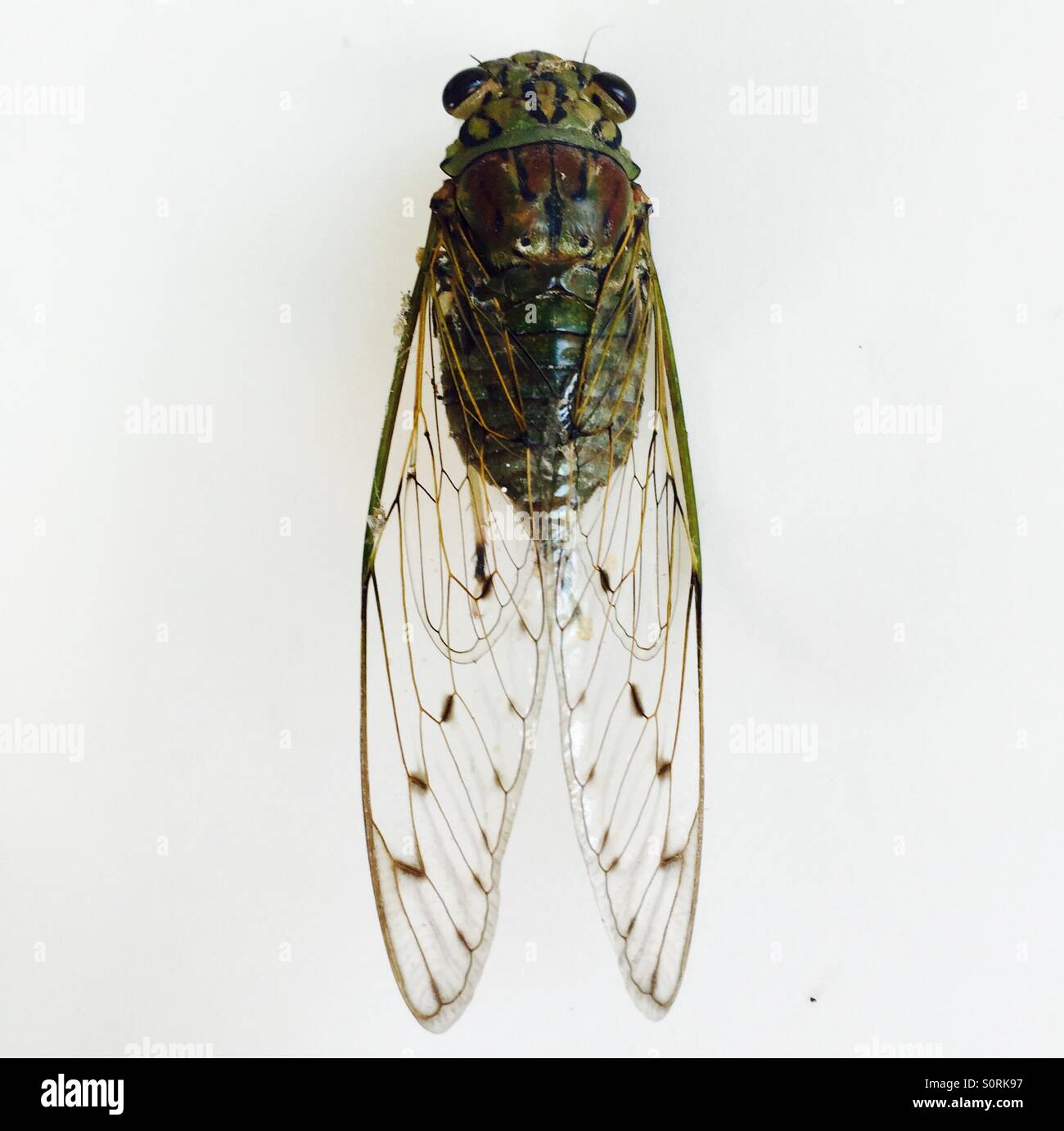 Insect Insects Cicada High Resolution Stock Photography and Images - Alamy