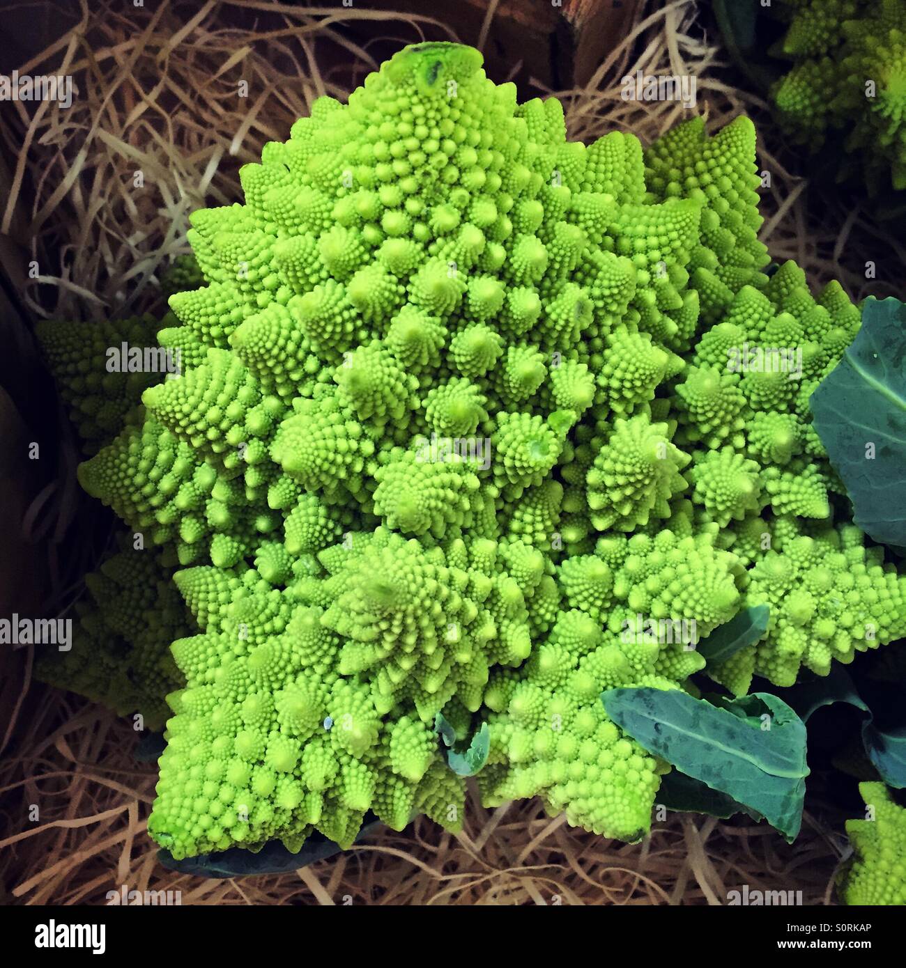 Fibonacci spiral hi-res stock photography and images - Alamy