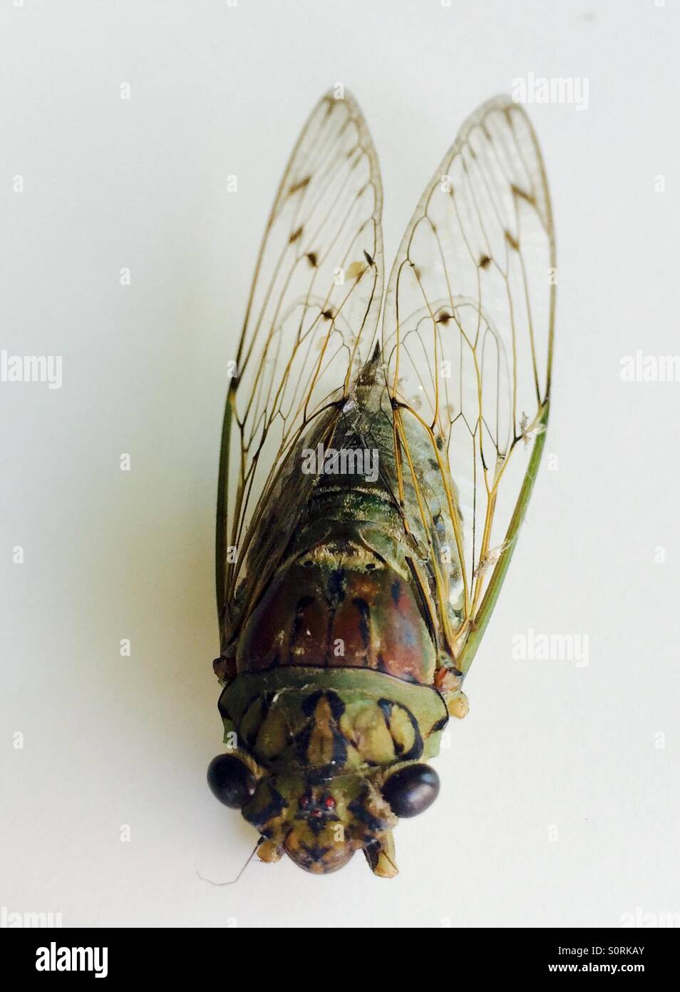 Insect Insects Cicada High Resolution Stock Photography and Images - Alamy