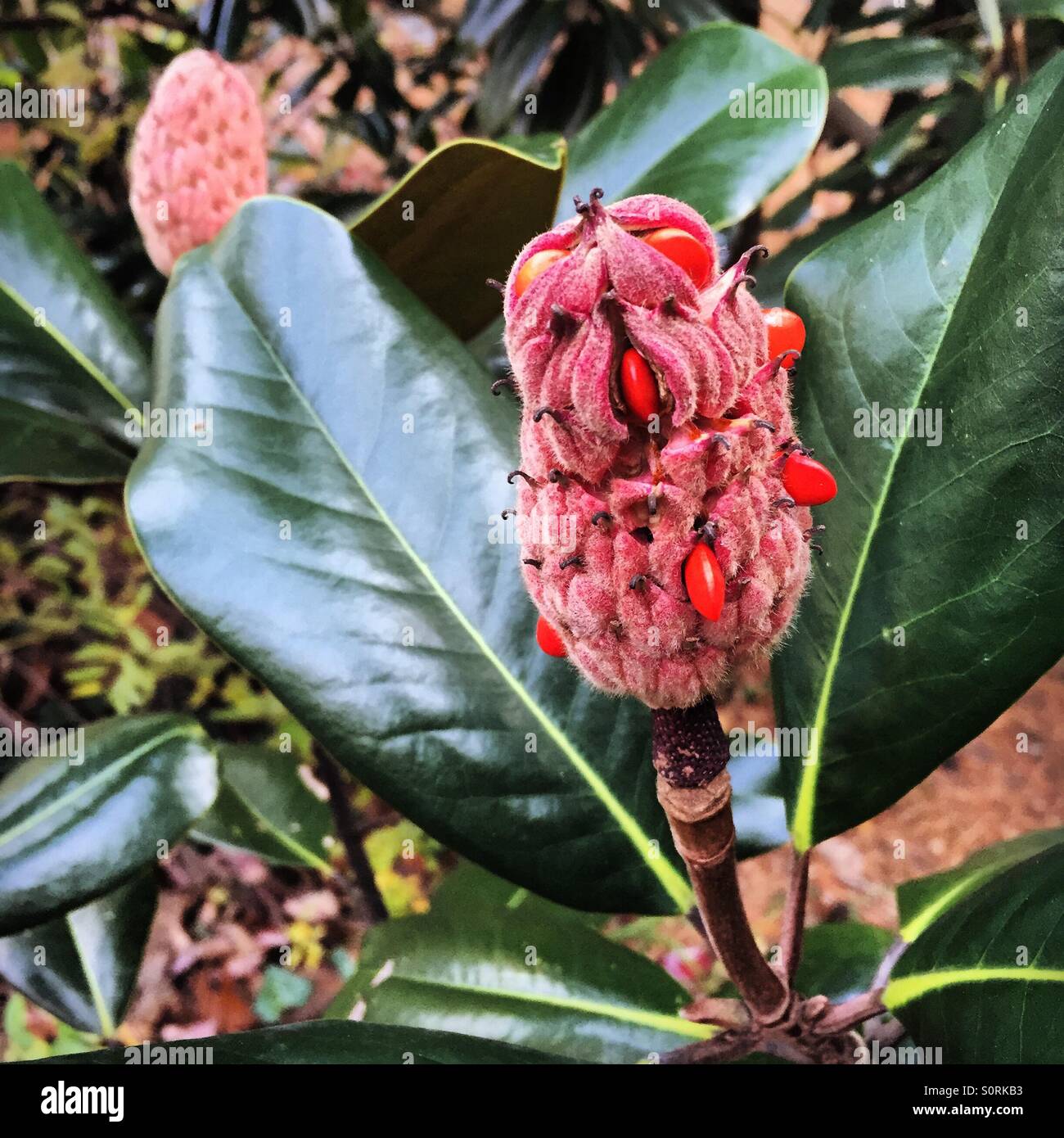 Fuzzy bloom hi-res stock photography and images - Alamy