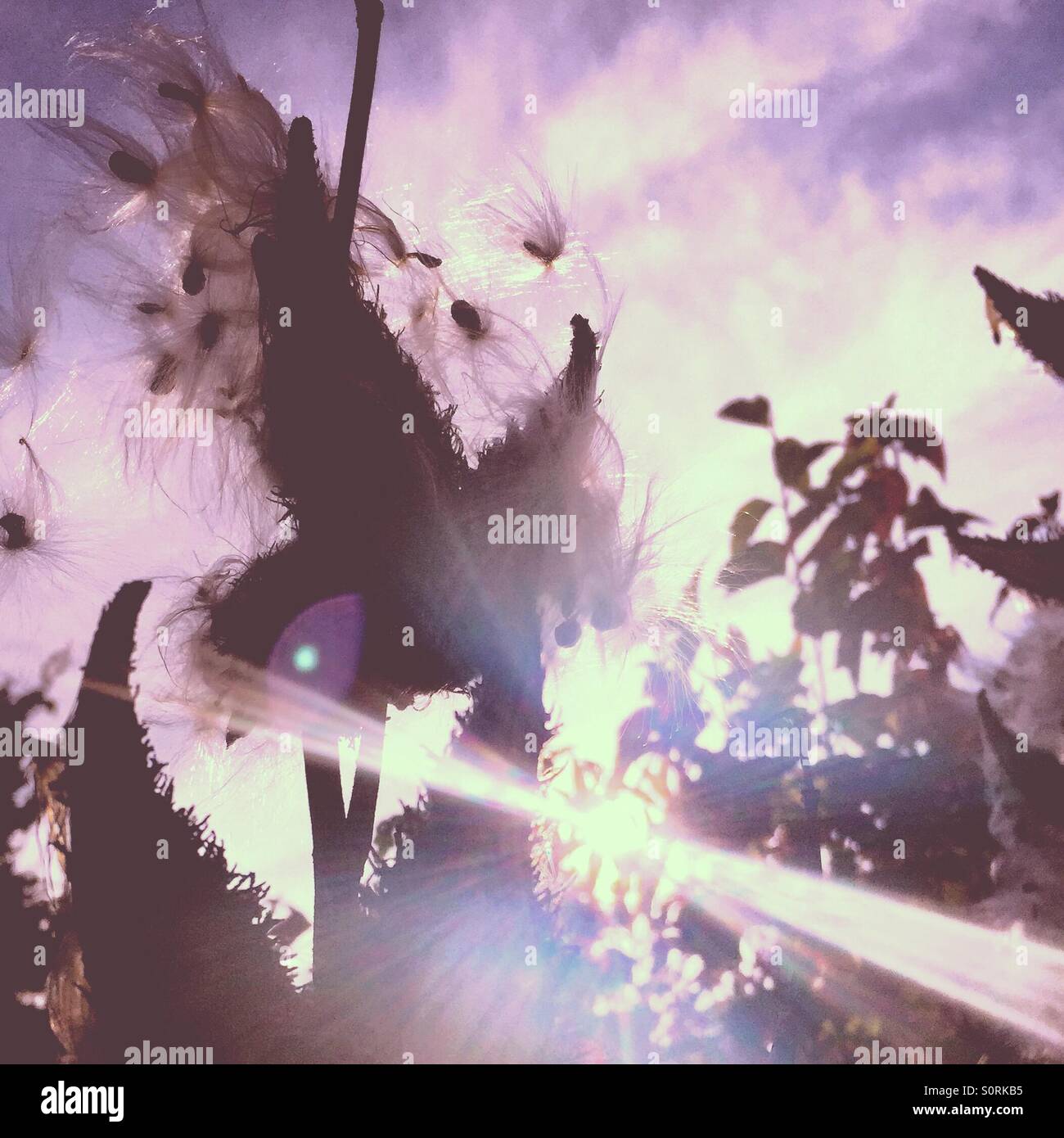 Splintering hi-res stock photography and images - Alamy