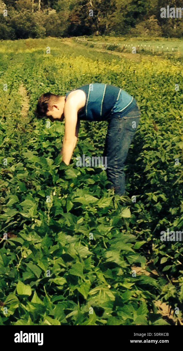 The gleaning field hi-res stock photography and images - Alamy