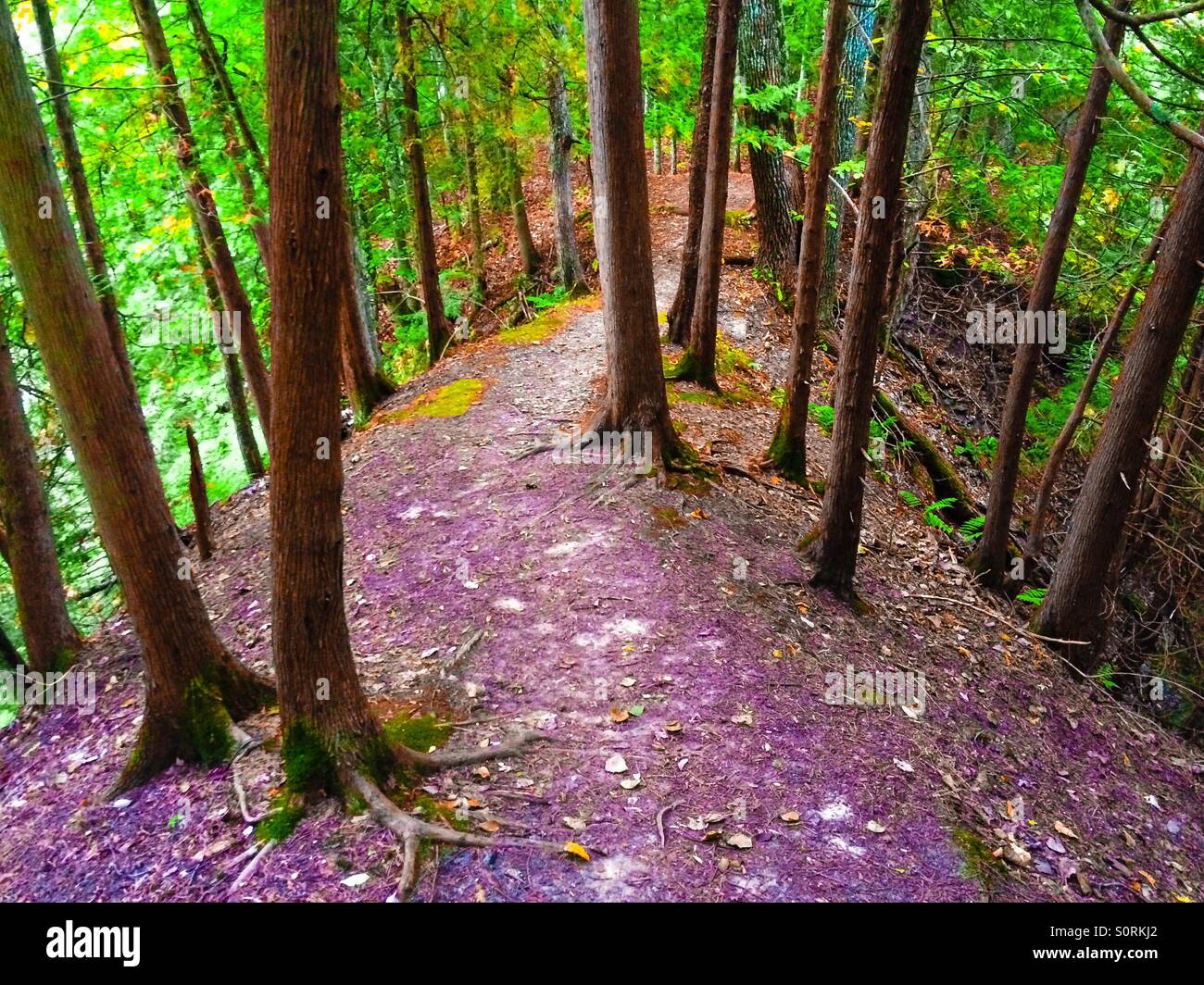 Magic forest hi-res stock photography and images - Alamy