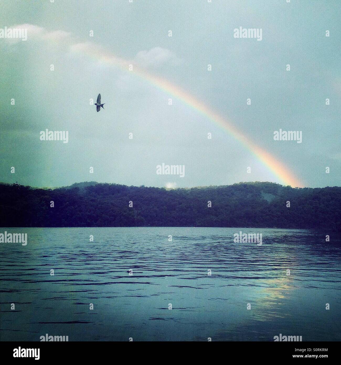 Rainbow bird hi-res stock photography and images - Alamy