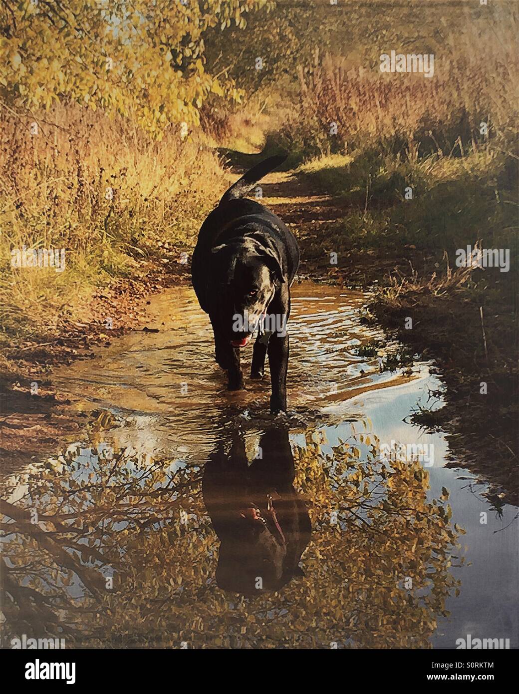 Reflections in puddle Stock Photo - Alamy