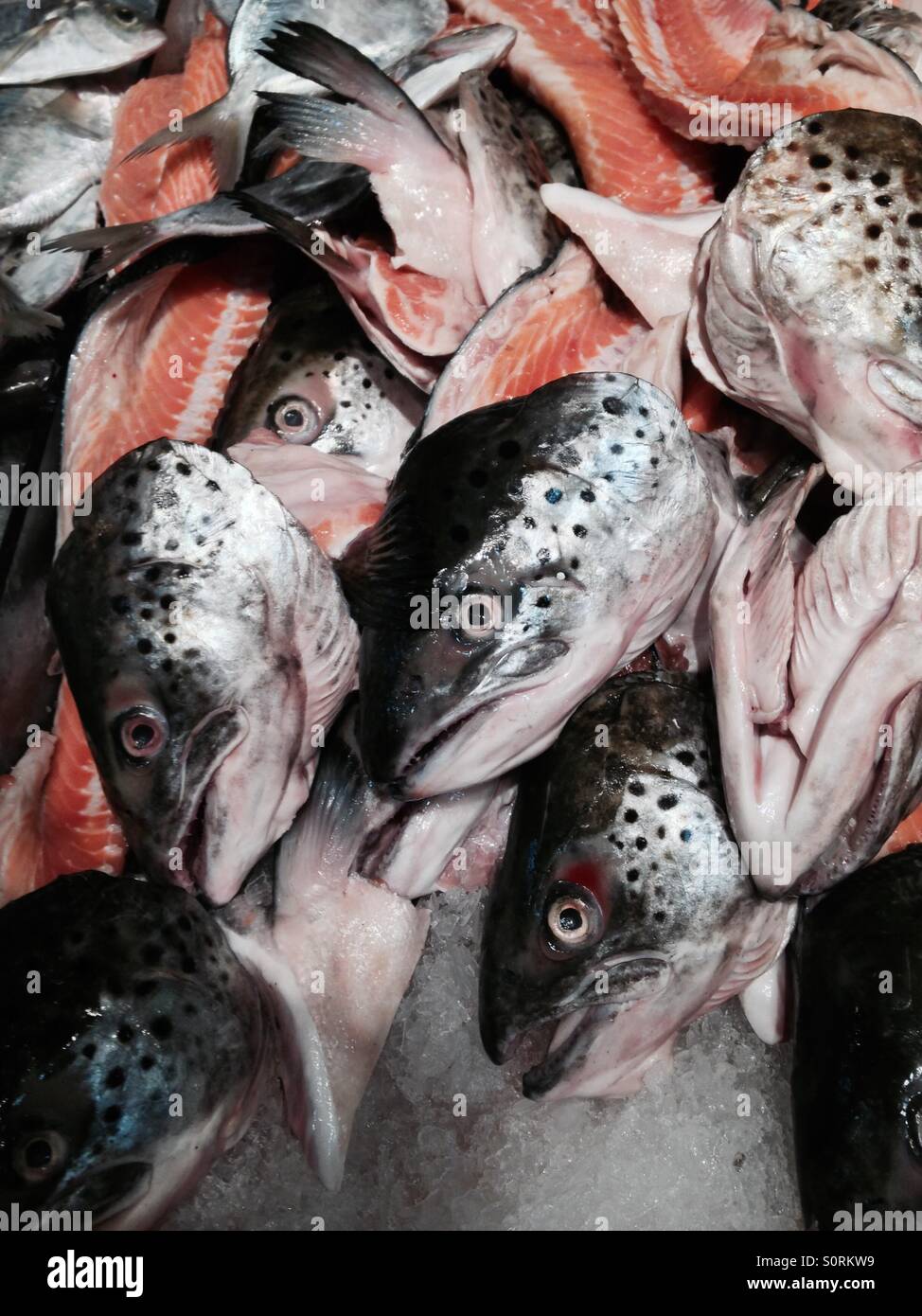 Lots of fish hi-res stock photography and images - Alamy