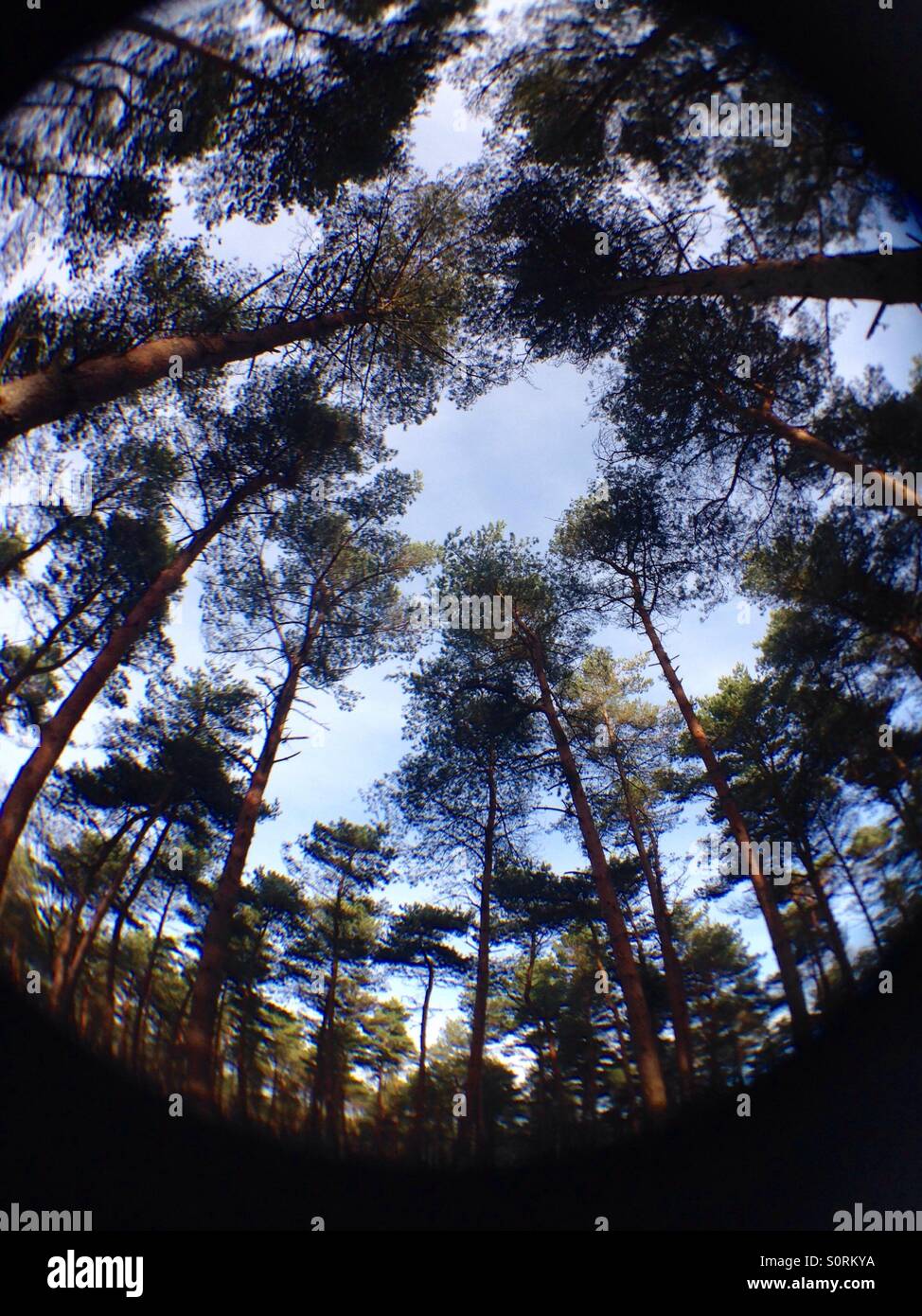 Fish eye forest hi-res stock photography and images - Alamy
