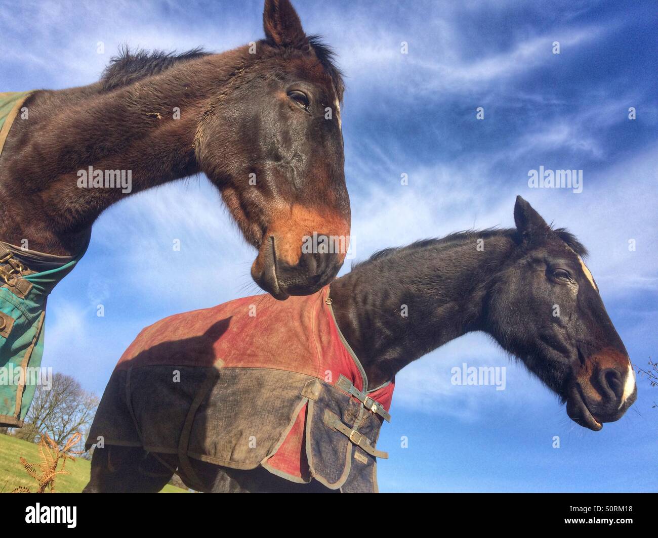 Horses looking across a field Stock Photo - Alamy