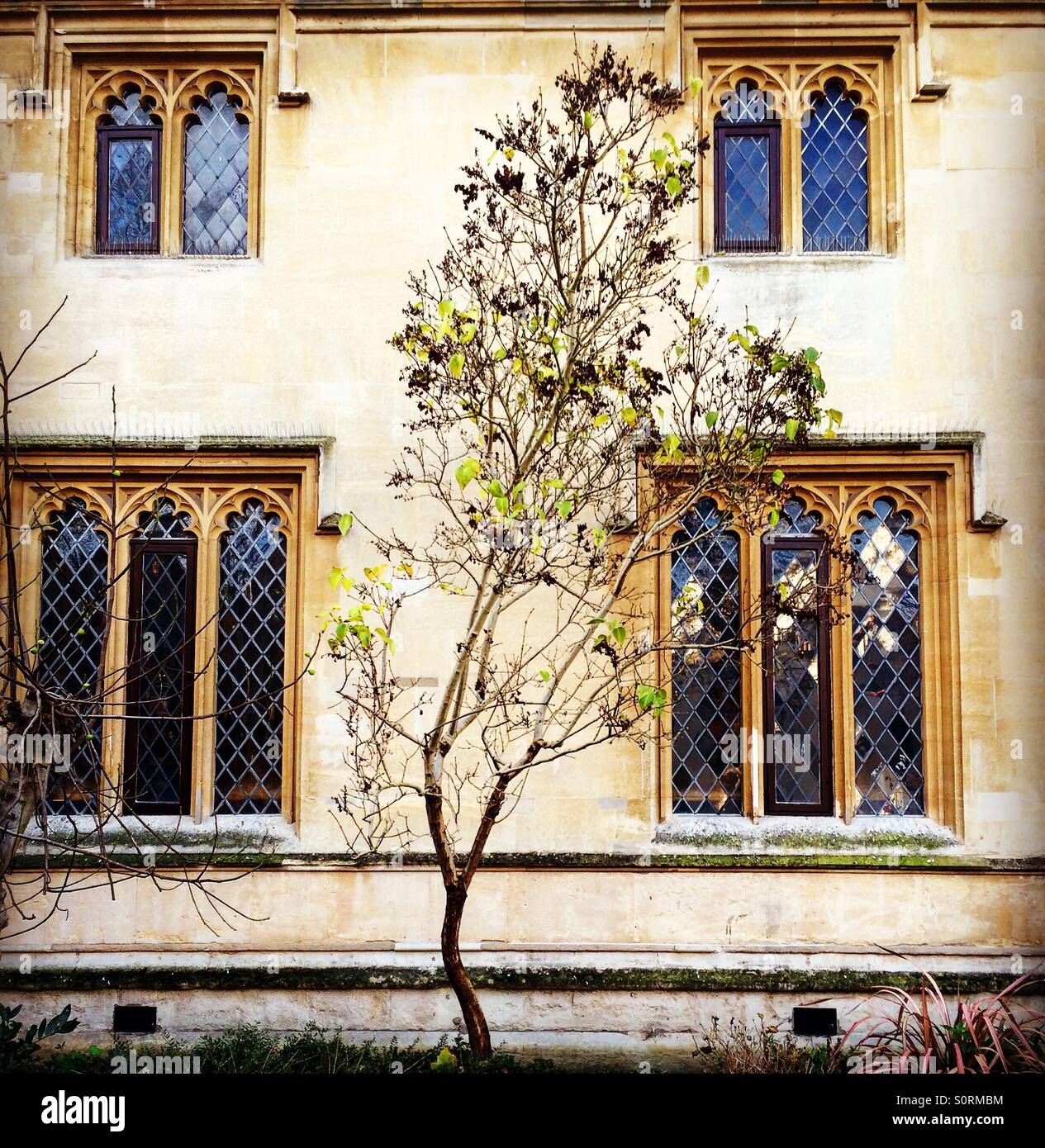 Historic english tree hi-res stock photography and images - Alamy