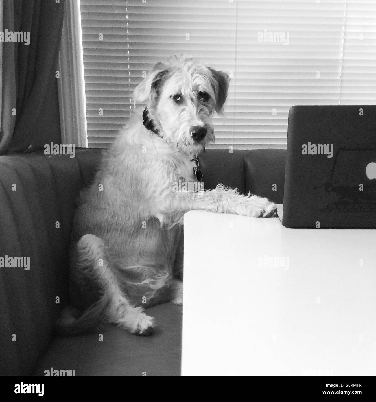 Work with dog Black and White Stock Photos & Images - Alamy