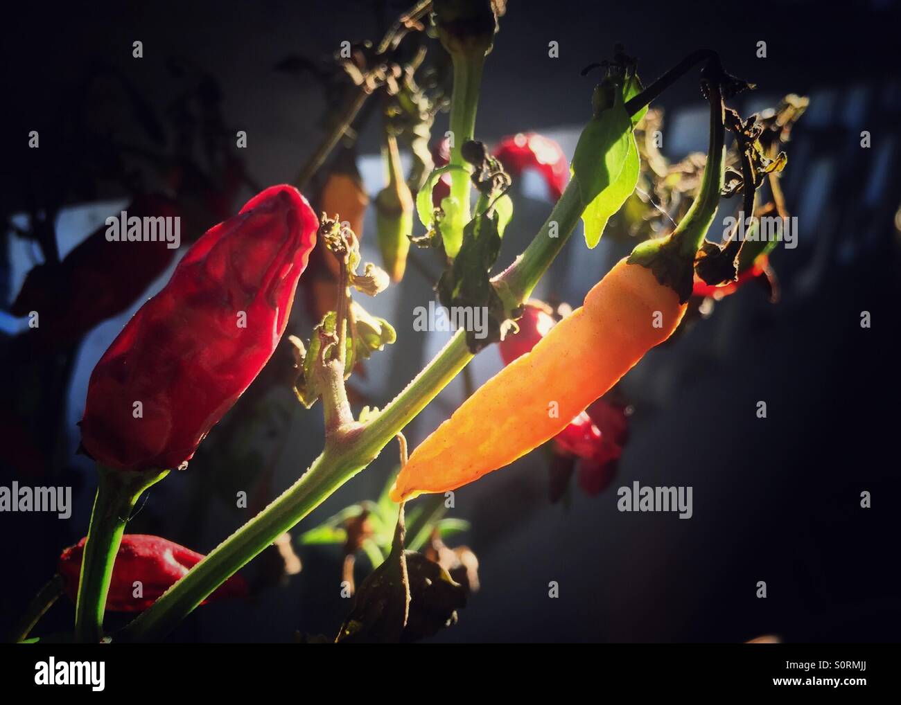 Semi illuminated hi-res stock photography and images - Alamy