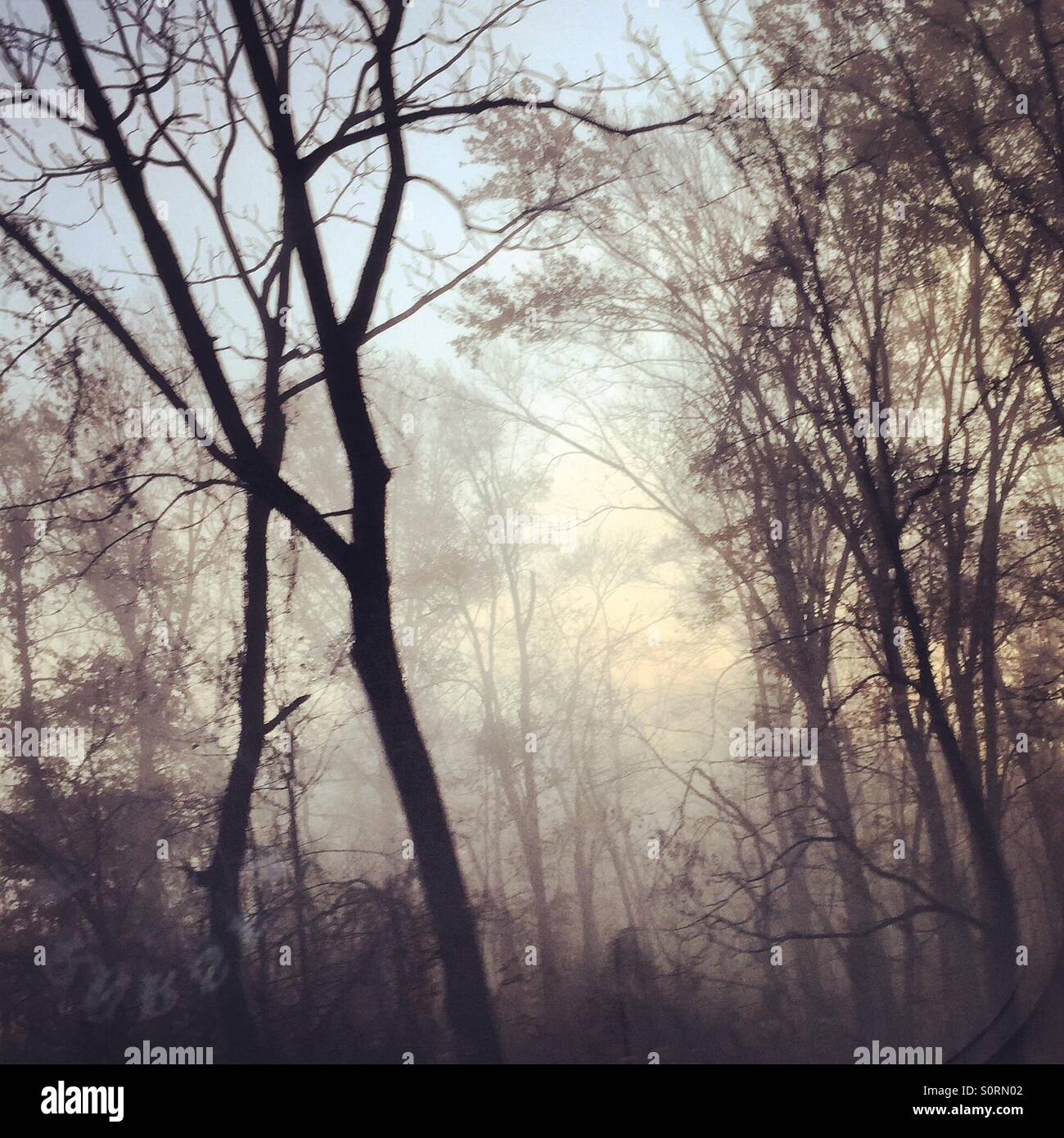 Light sunlight foggy hi-res stock photography and images - Alamy