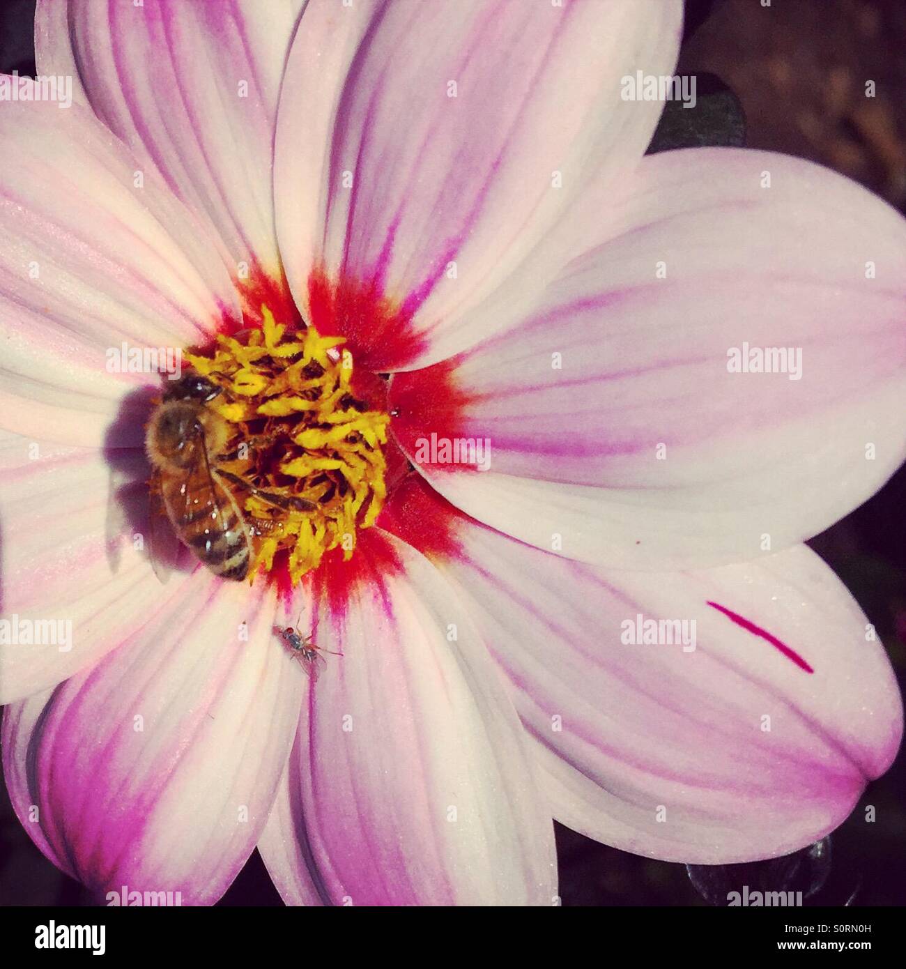 Save the bees hi-res stock photography and images - Alamy