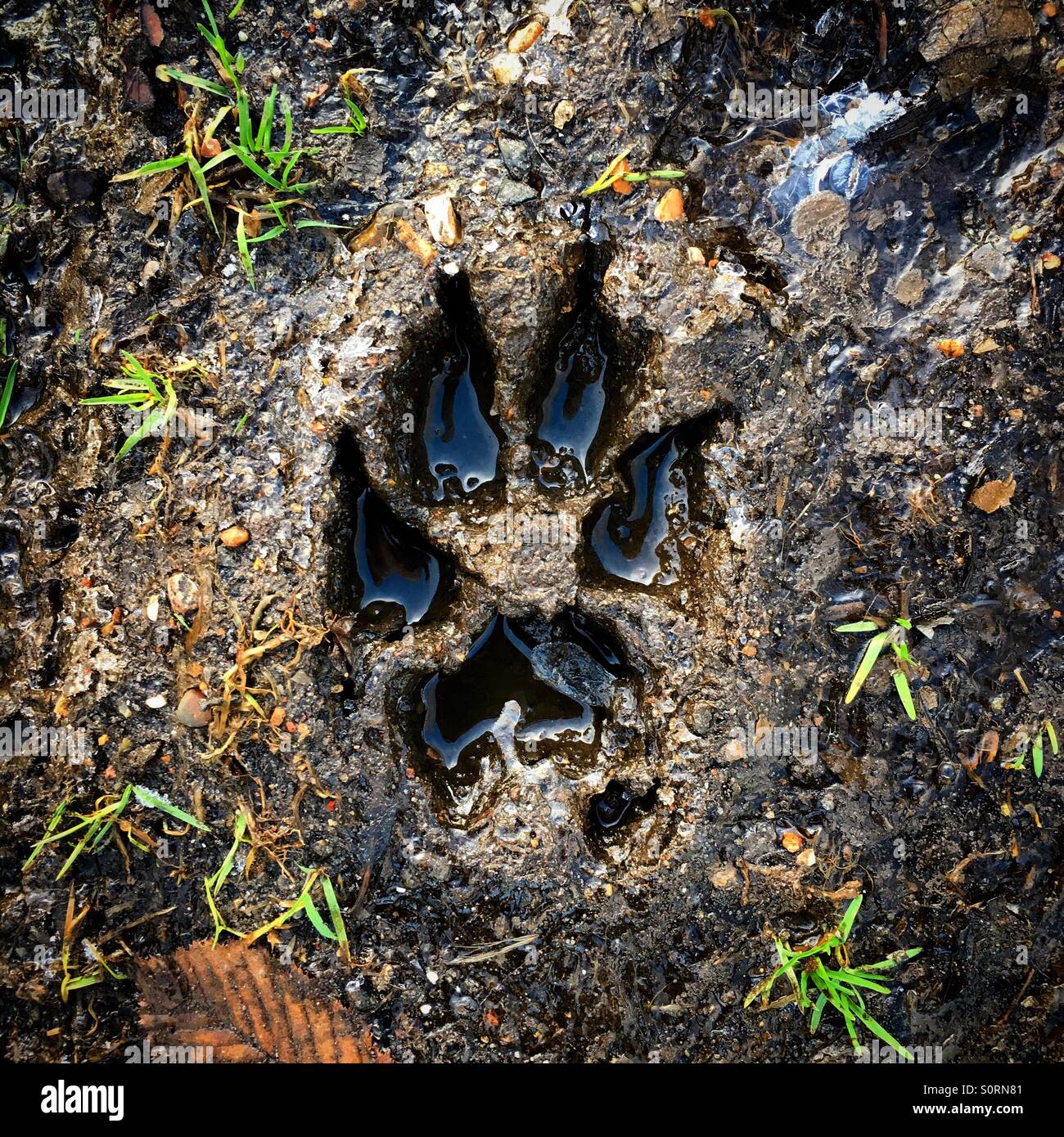 Wet paw print hi-res stock photography and images - Alamy