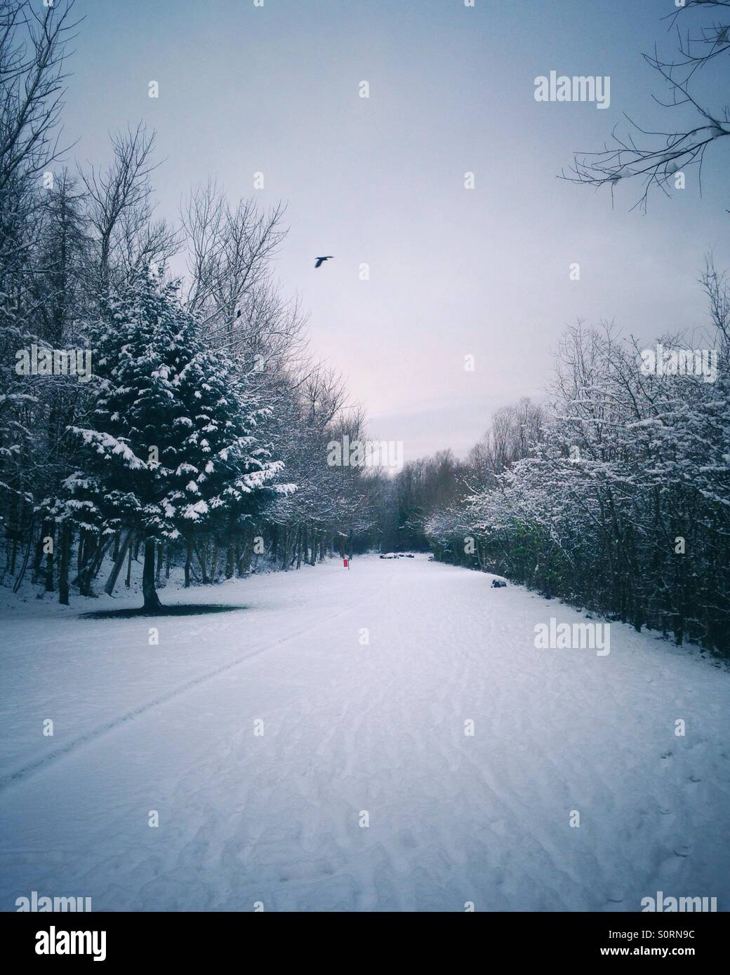 Snowy walk morning hi-res stock photography and images - Alamy