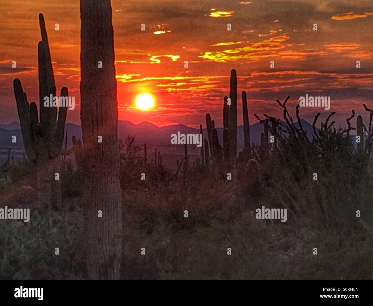 Saguaro national park hi-res stock photography and images - Alamy