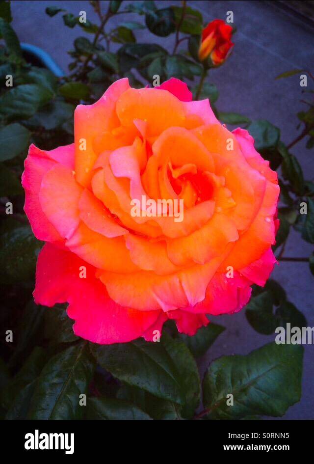 Orange Pink Roses