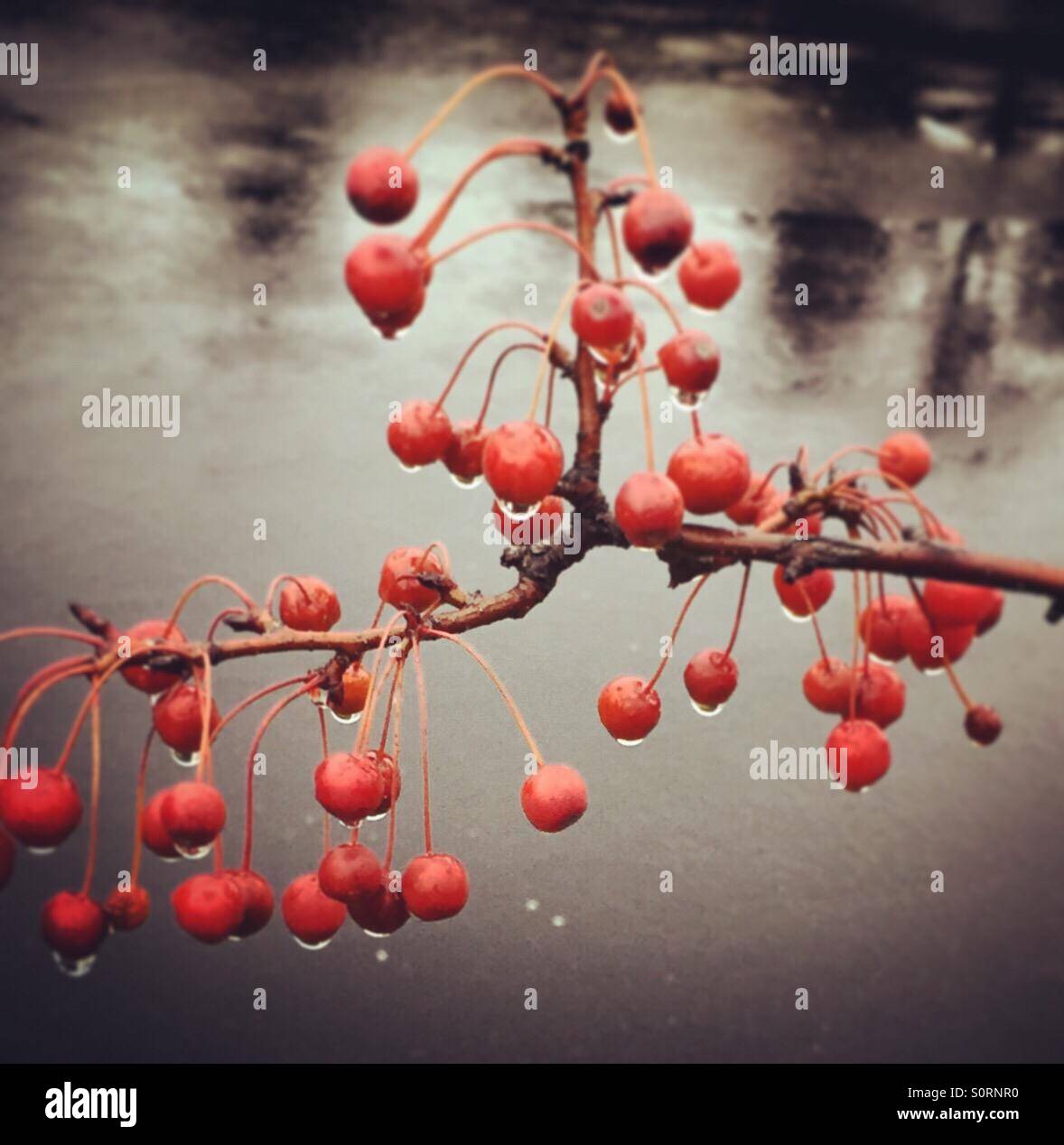 Dripping Cherries High Resolution Stock Photography and Images - Alamy