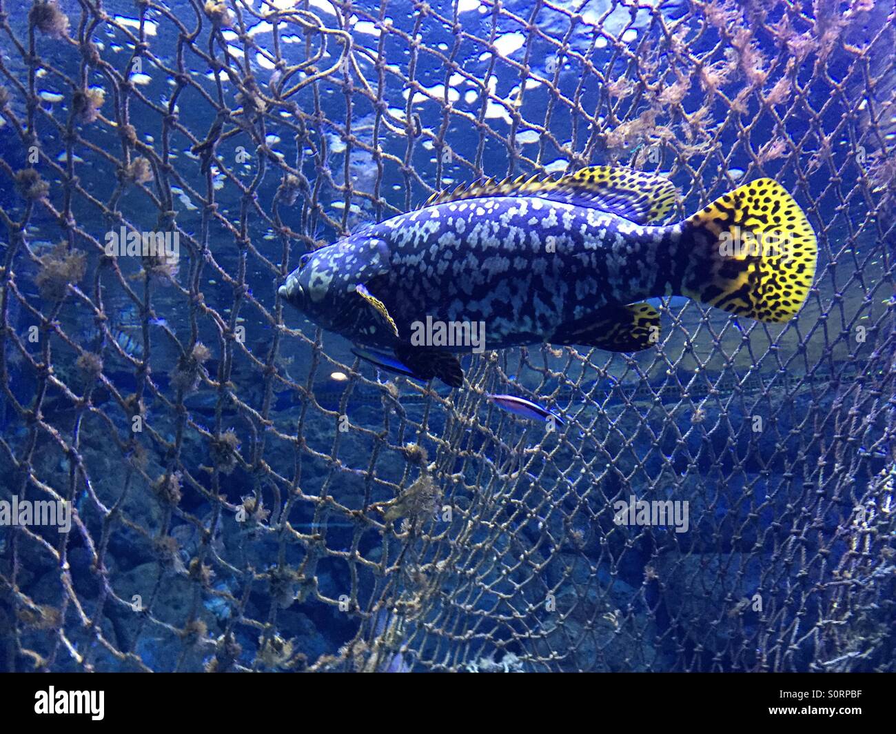Fish in the net Stock Photo - Alamy