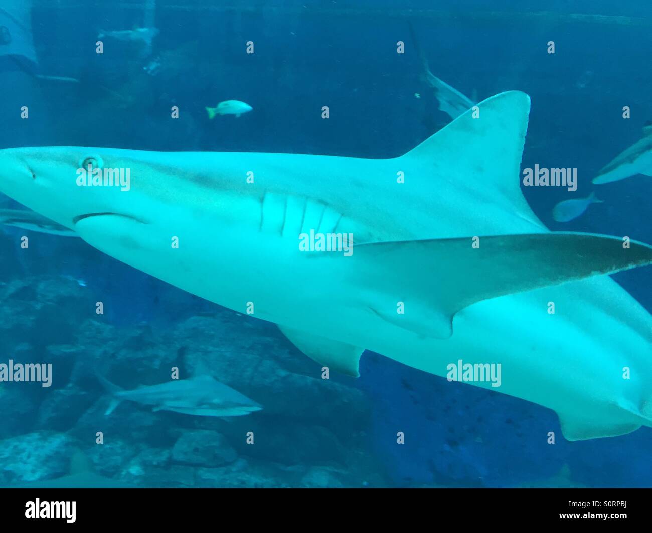 Deep sea shark hi-res stock photography and images - Alamy