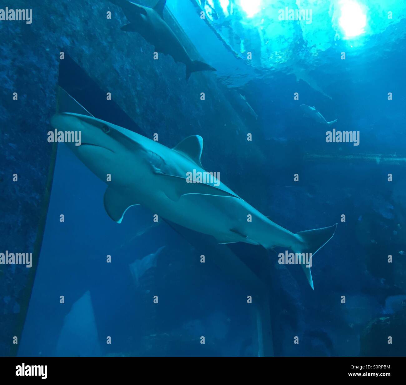 Deep water shark hi-res stock photography and images - Alamy
