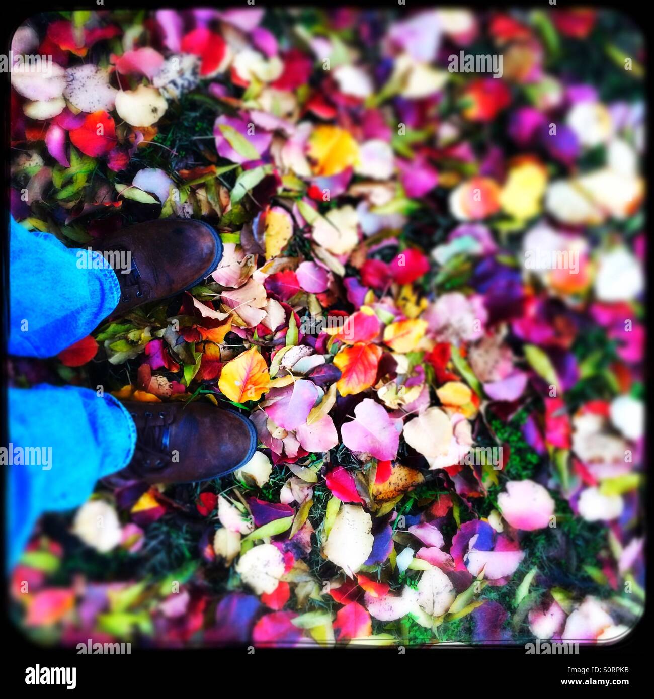 A man standing on fall leaves Stock Photo - Alamy