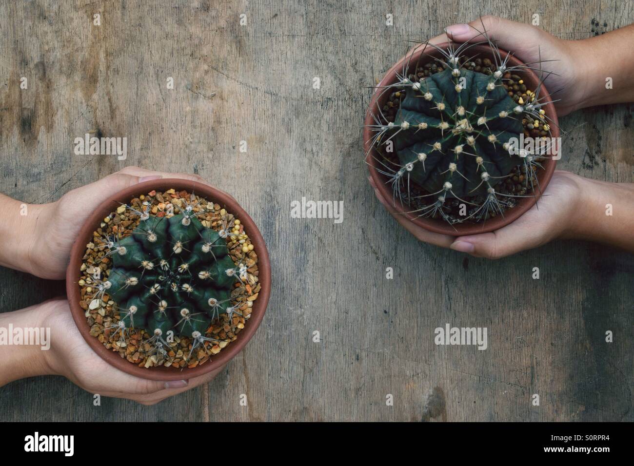 Four cactus hi-res stock photography and images - Alamy
