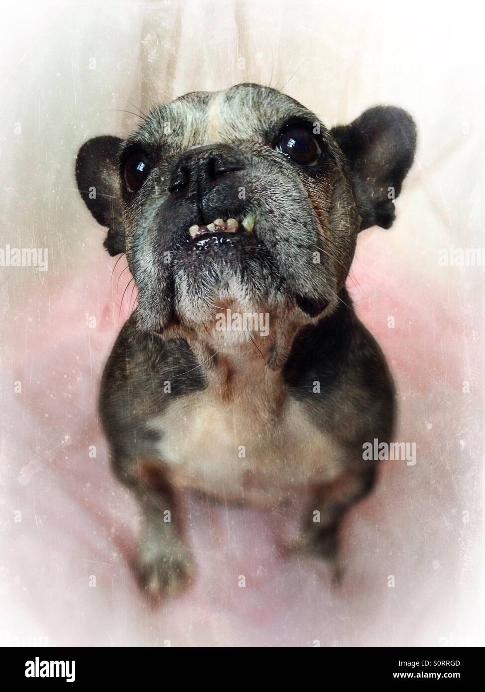 A cute senior french bulldog Stock Photo - Alamy