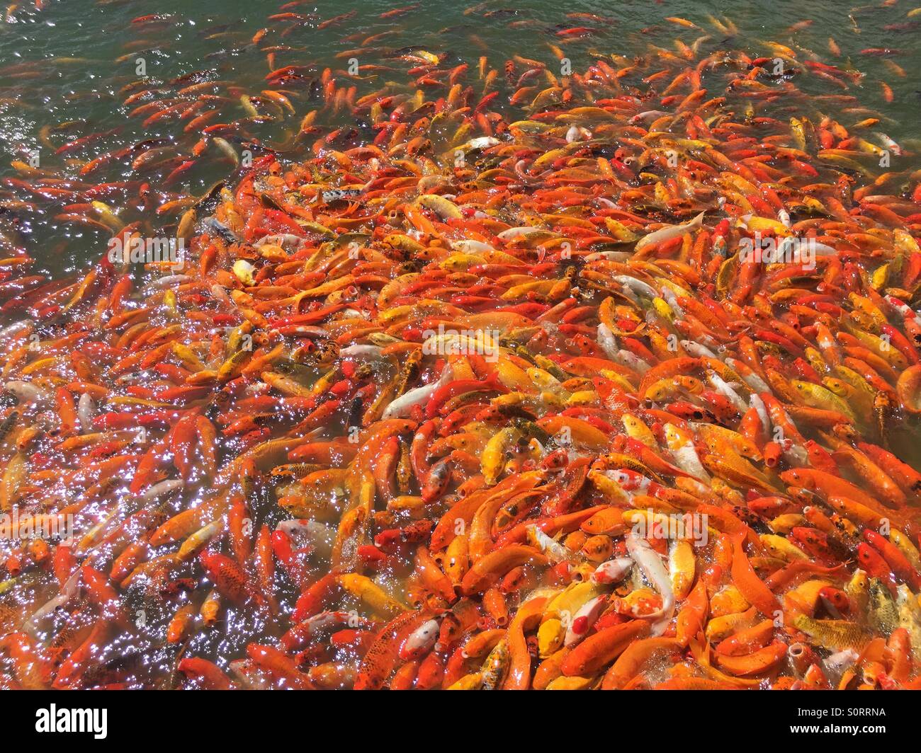 Schools Fish High Resolution Stock Photography and Images - Alamy