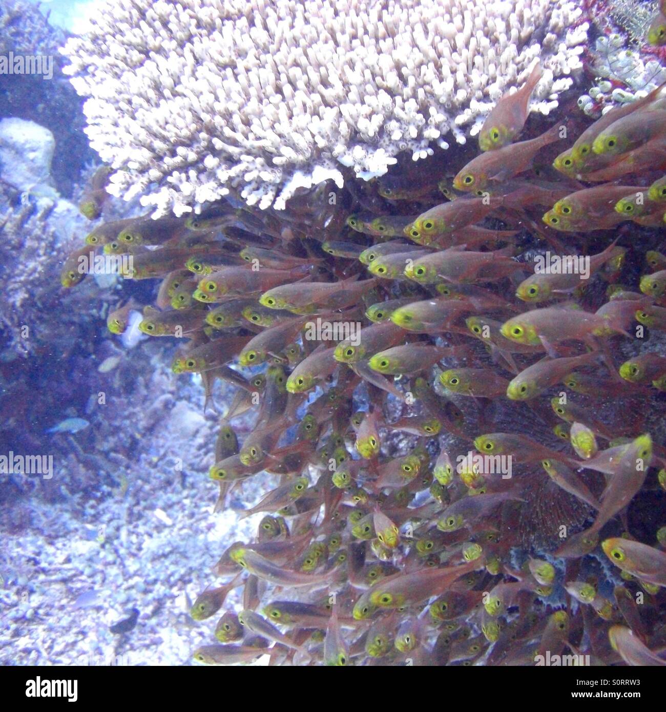 Hiding fish hi-res stock photography and images - Alamy