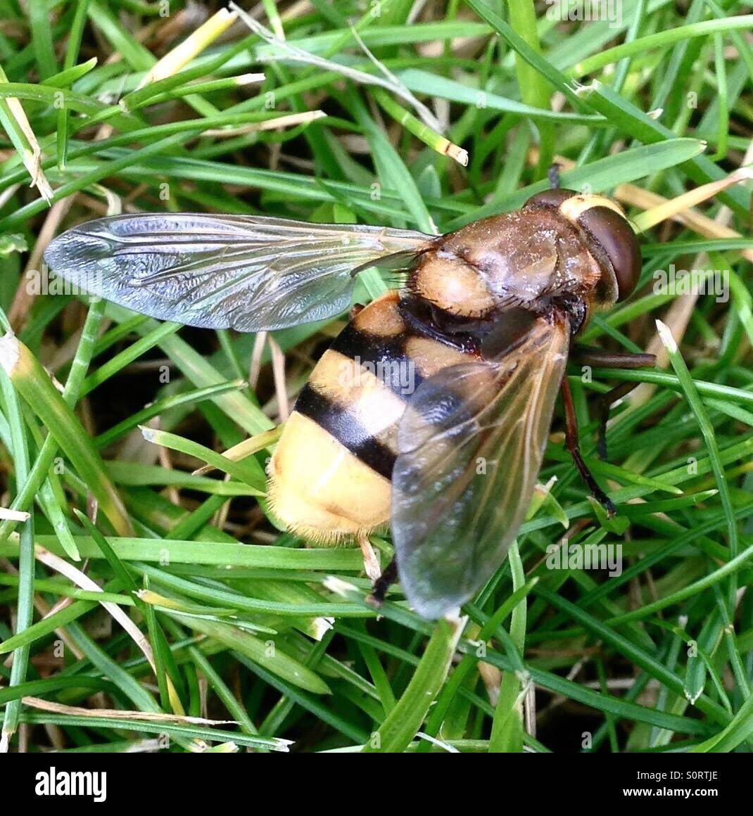 Hornet wings hi-res stock photography and images - Alamy