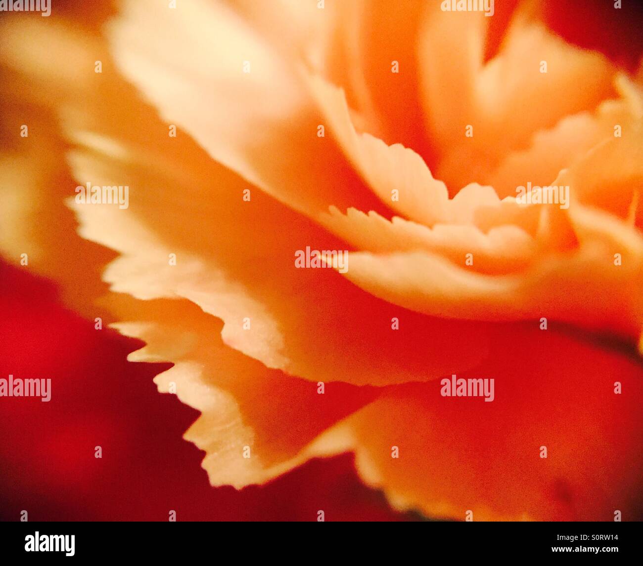 Carnation close up Stock Photo - Alamy