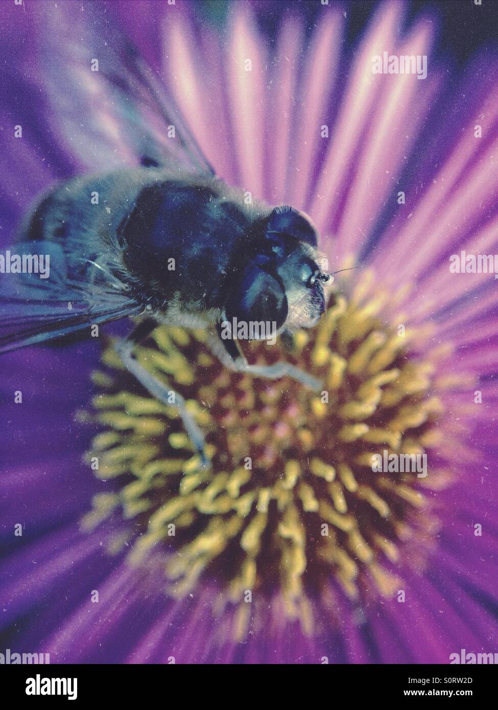 Bee pollinating a flower Stock Photo - Alamy