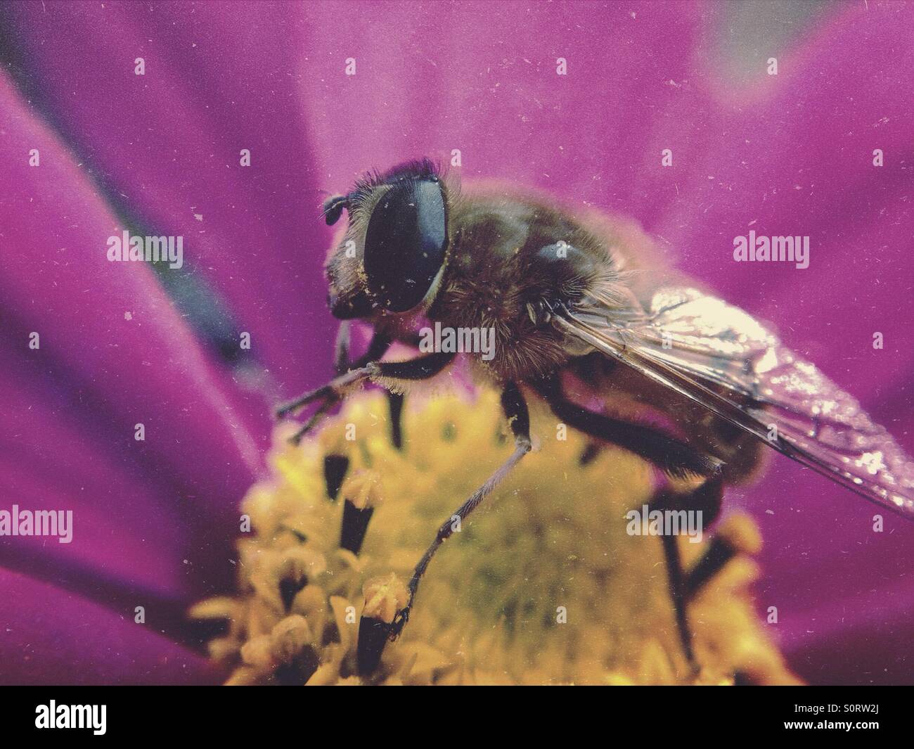 Bees and pollinating insects hi-res stock photography and images - Alamy