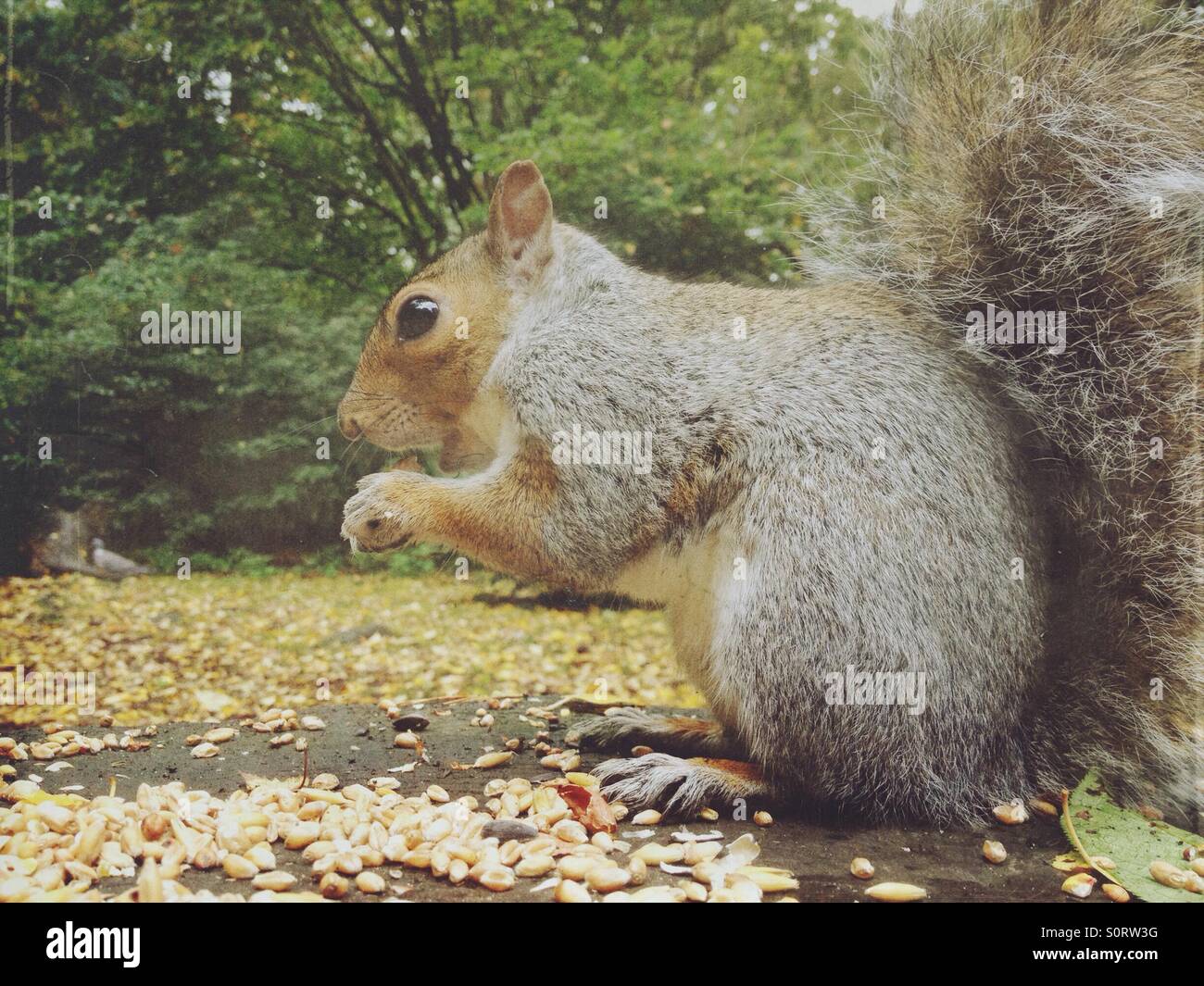 Squirrel in woodland Stock Photo - Alamy