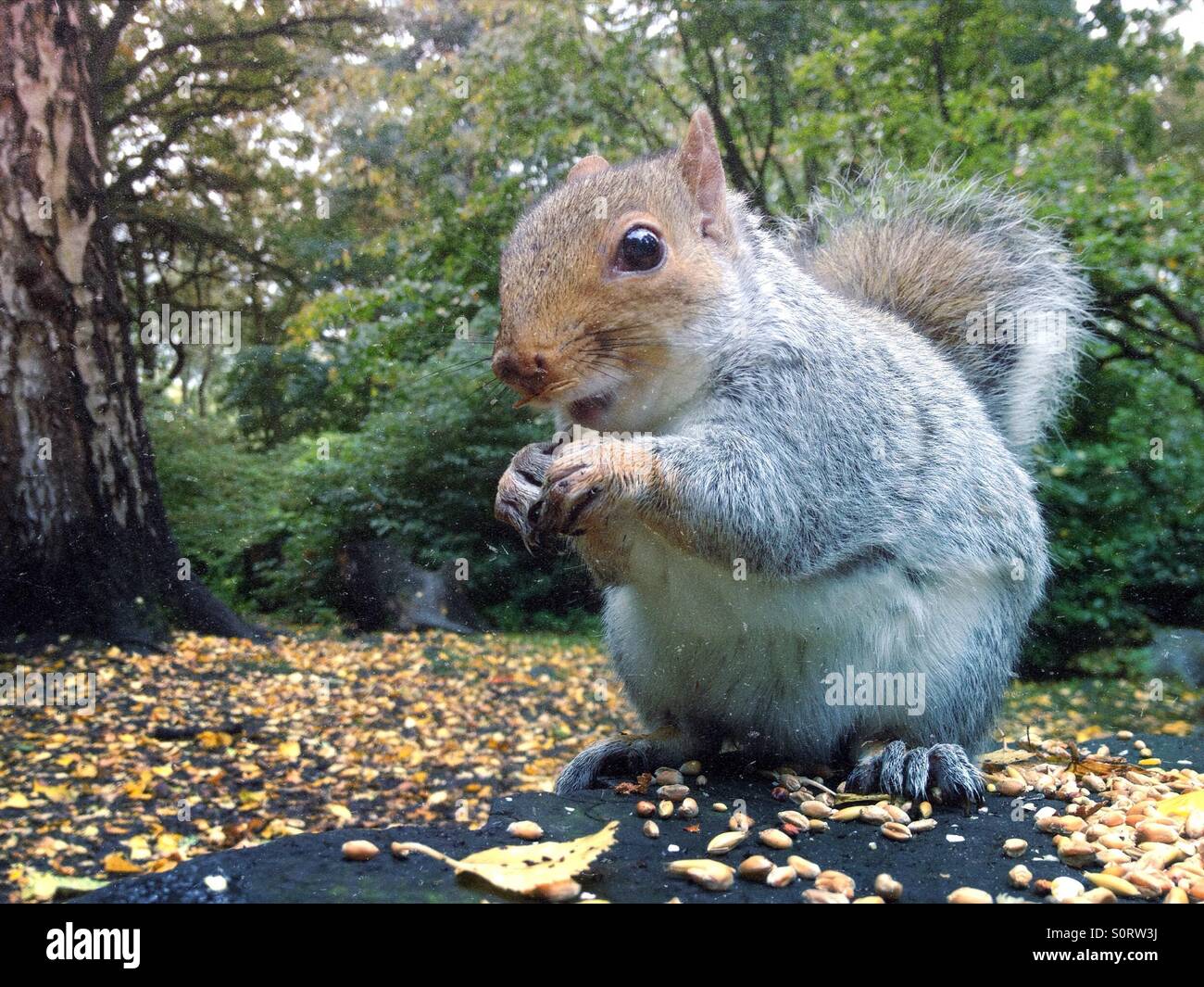 Squirrel in woodland Stock Photo - Alamy