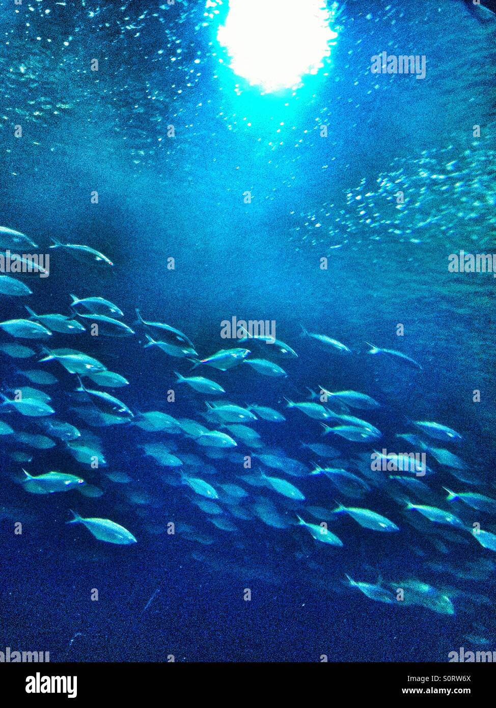 Shoal of fish swimming underwater Stock Photo - Alamy