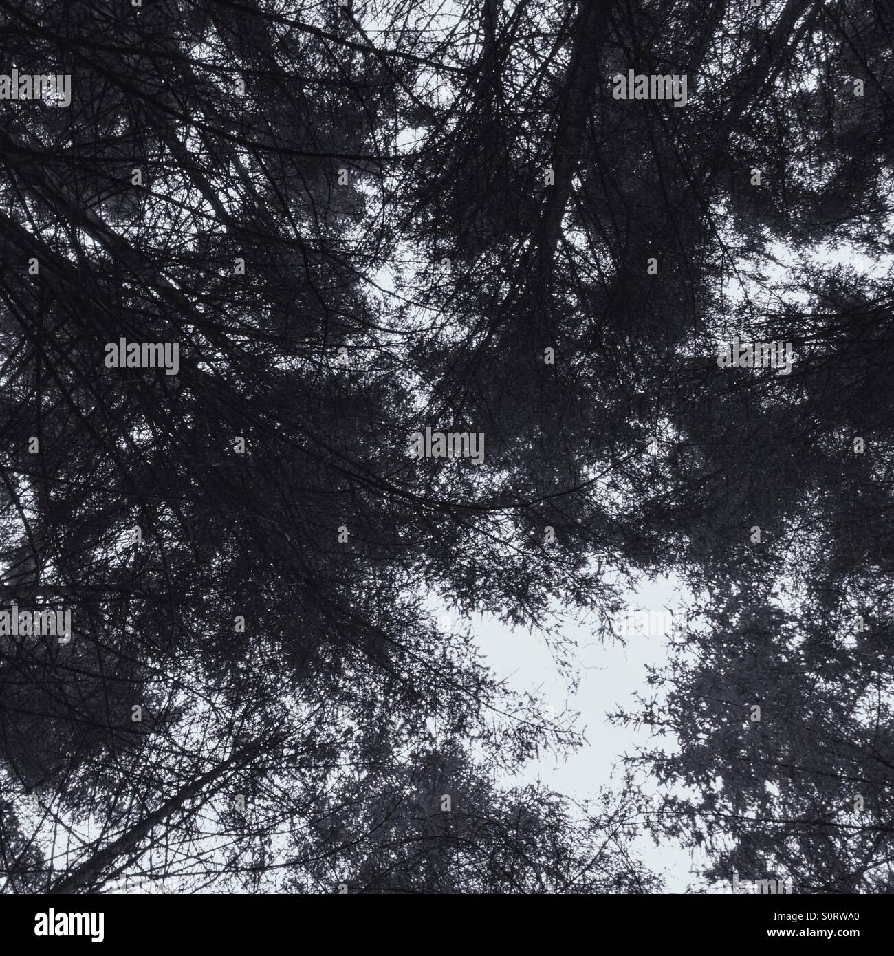 Look into the woods hi-res stock photography and images - Alamy