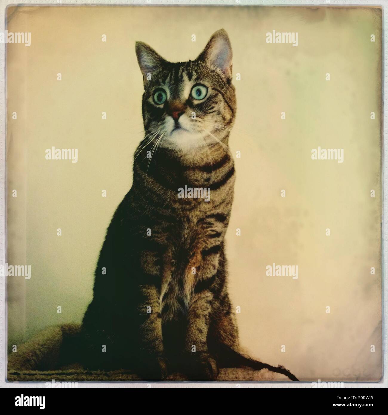 Tabby cat on alert Stock Photo - Alamy