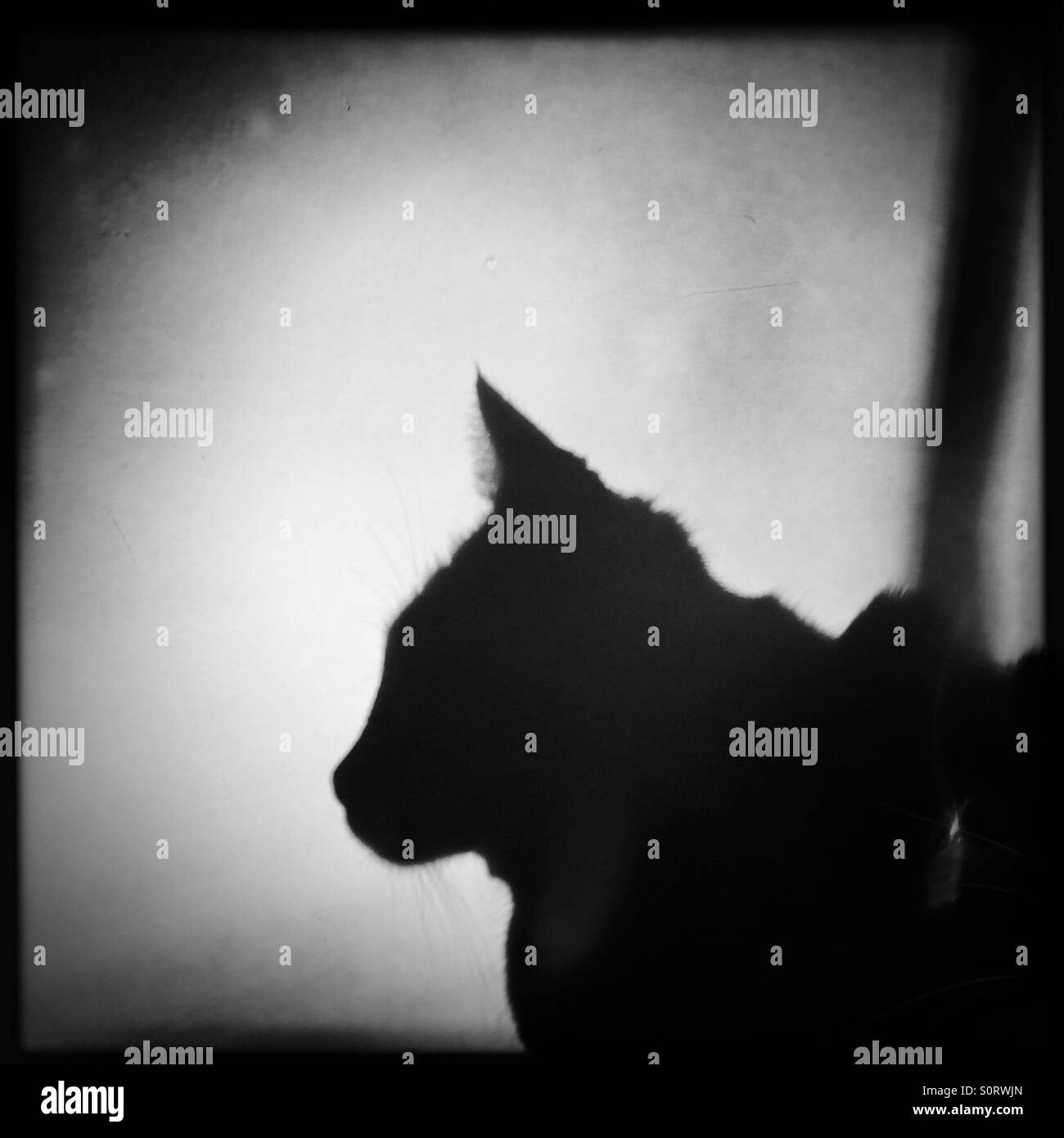 Cats in silhouette hi-res stock photography and images - Alamy