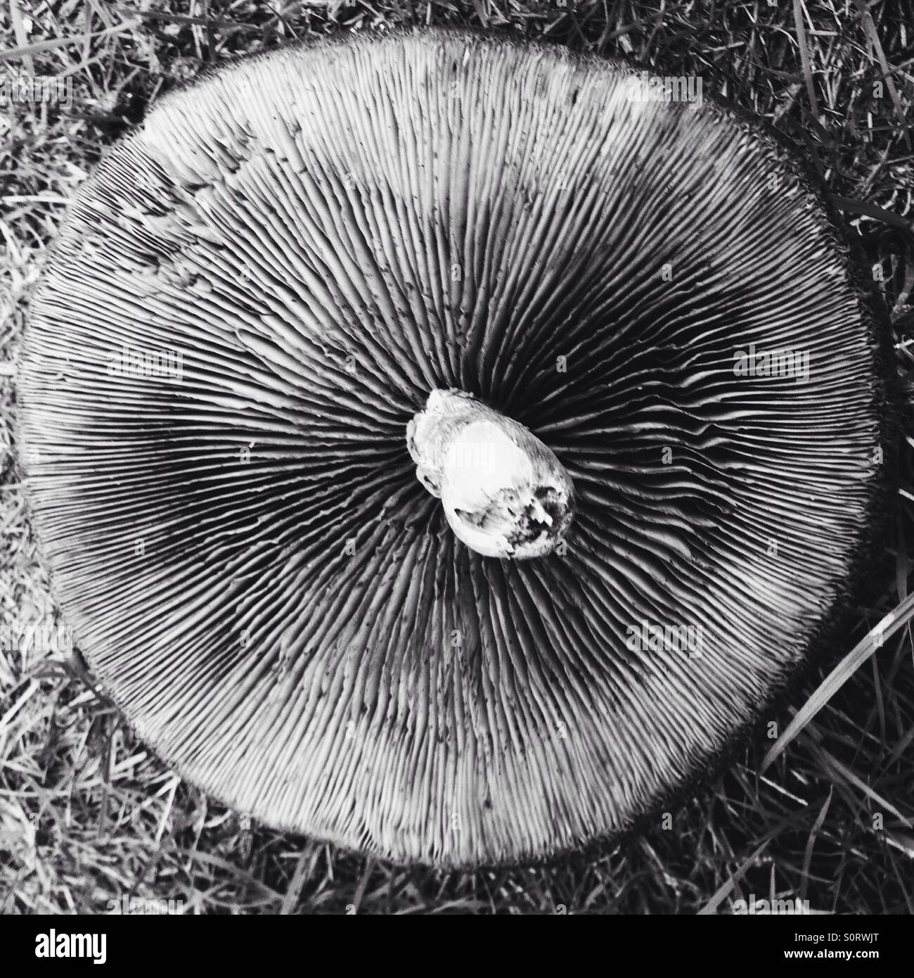 Round fungi hi-res stock photography and images - Alamy