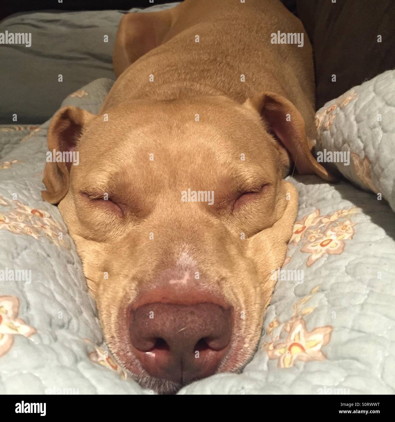 Cute Red Nose Pitbull Puppies