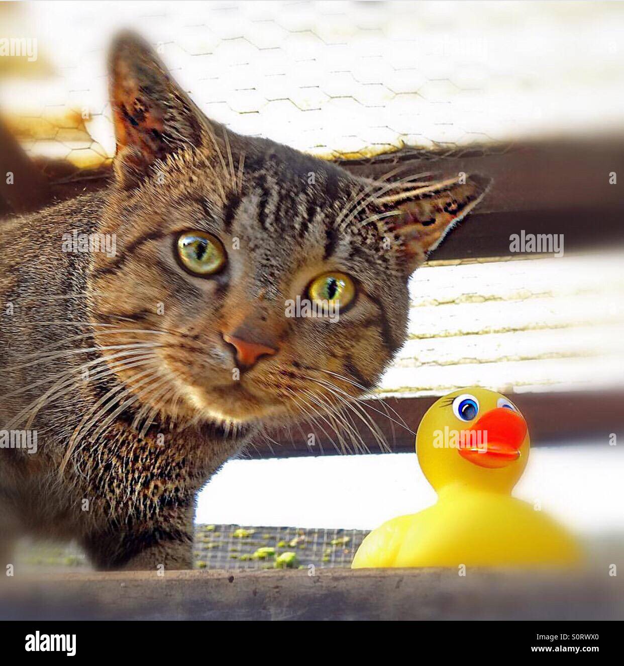 Cat duck hi-res stock photography and images - Alamy