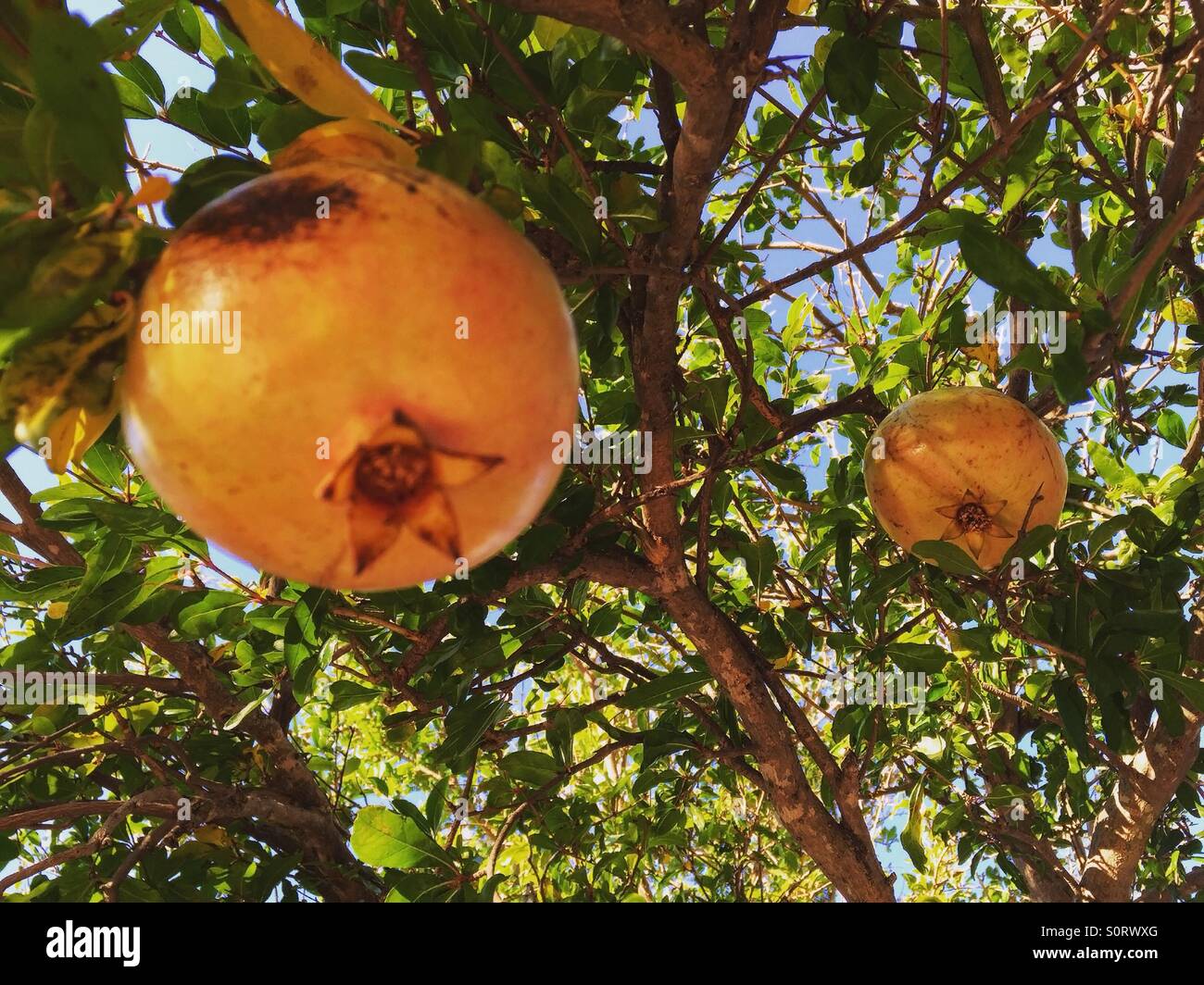 Pomegranate at tree hi-res stock photography and images - Alamy