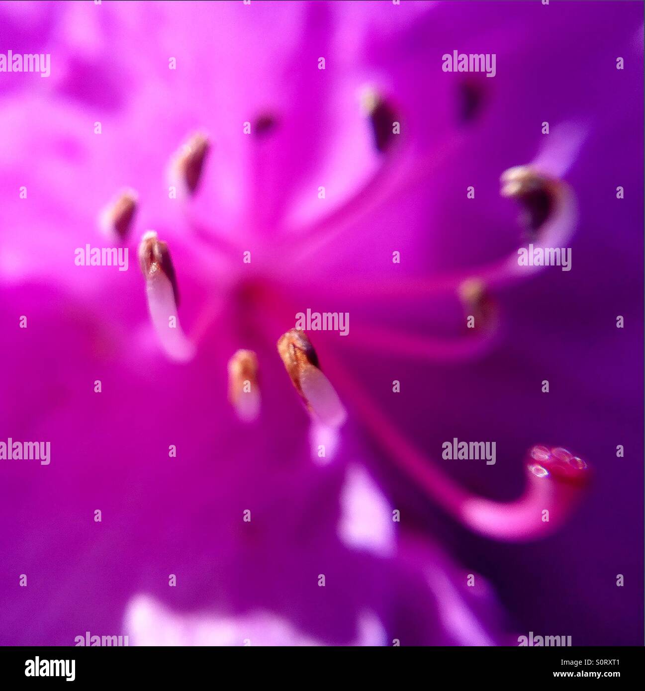 Magenta Flower Stock Photos & Magenta Flower Stock Images - Alamy