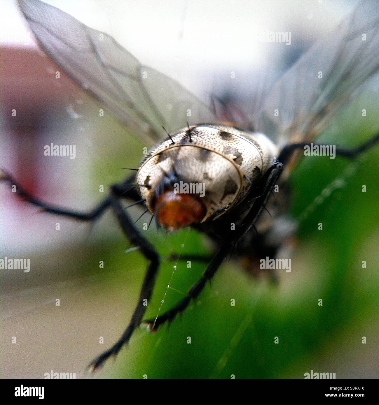 House fly caught in spider web Stock Photo - Alamy