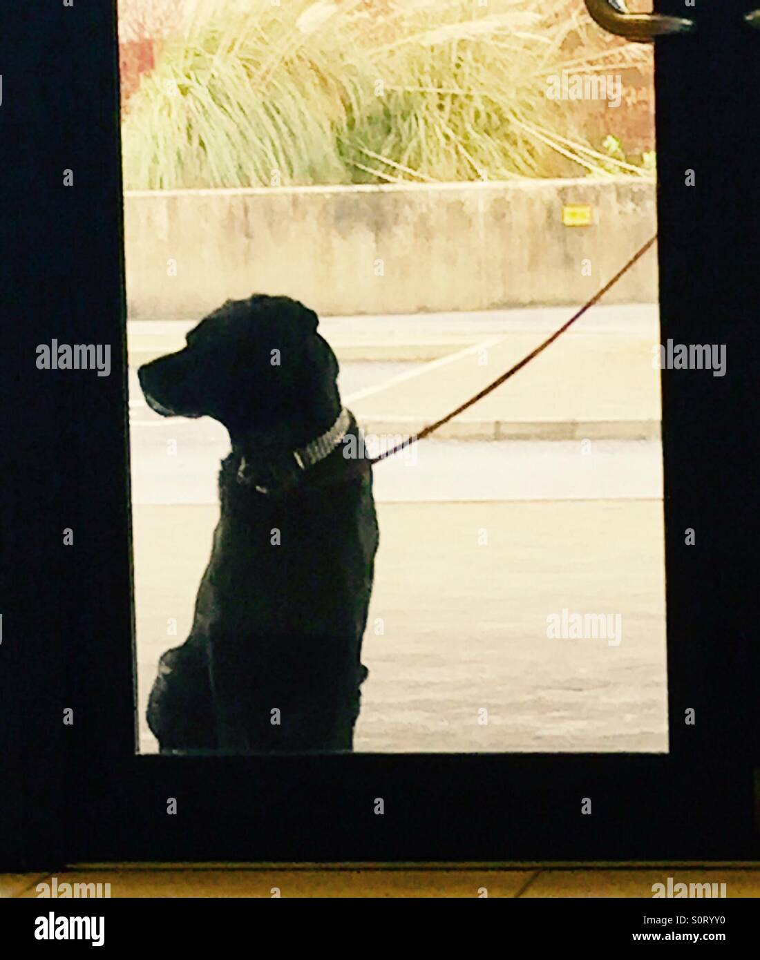 Dog Waiting Stock Photo - Alamy